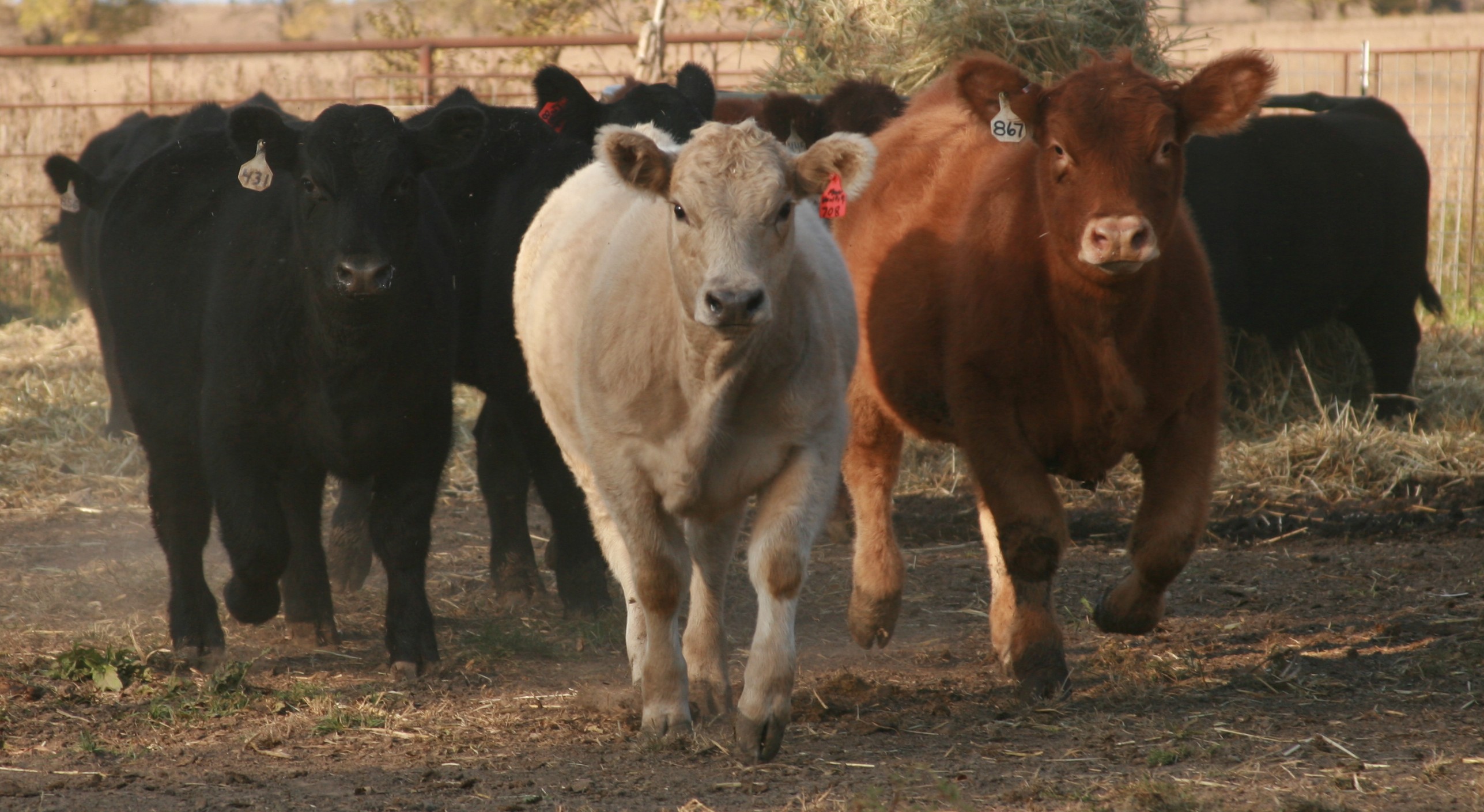 Show Cattle | Vision Cattle
